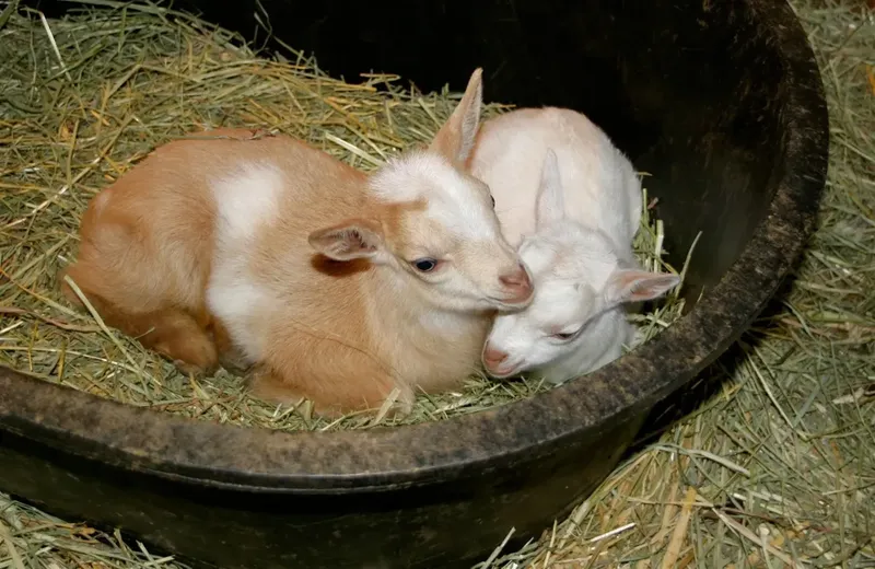 Do Goats Have Teeth? What Owners Should Know (With Diagram)