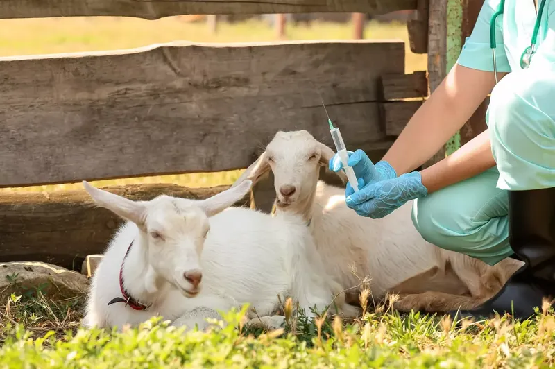 Do Goats Have Teeth? (Everything That You Need To Know) - Goats Authority