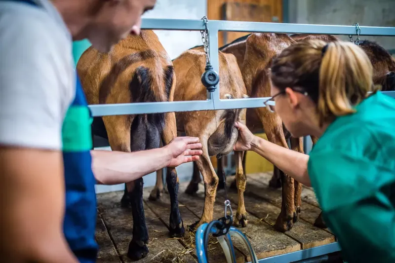 Do Goats Have Teeth? What Owners Should Know (With Diagram)