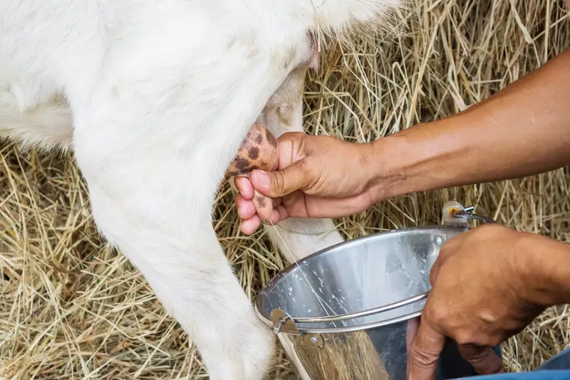 Do Goats Have Teeth? (Everything That You Need To Know) - Goats Authority