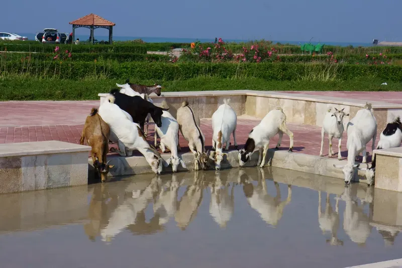Can Goats Jump High? (Everything You Need To Know) - Goats Authority