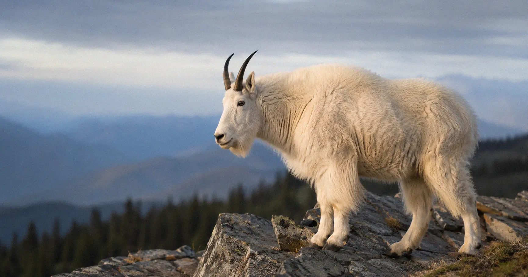 Can Goats Bite? Risks & Safety Tips (Explained)