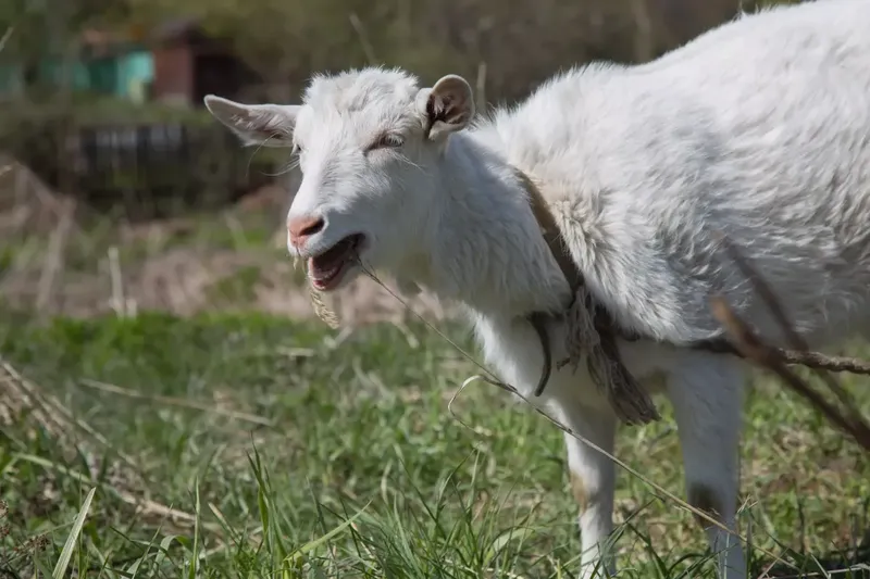 Can Goats Actually Scream? Signs, Risks & Tips (By Breed)