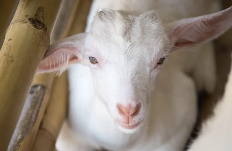 Can Goats Eat Bamboo? Nutrition & Portions (Exact Amounts)