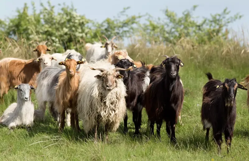 Can I Use Ivermectin Pour On In Sheep And Goats? (Explained)