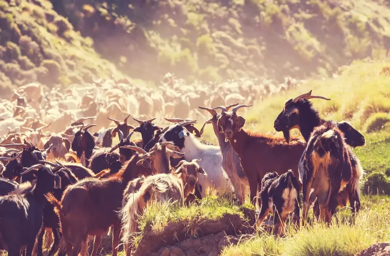 Can Too Much Field Time Cause Scours In Goats? (2026)