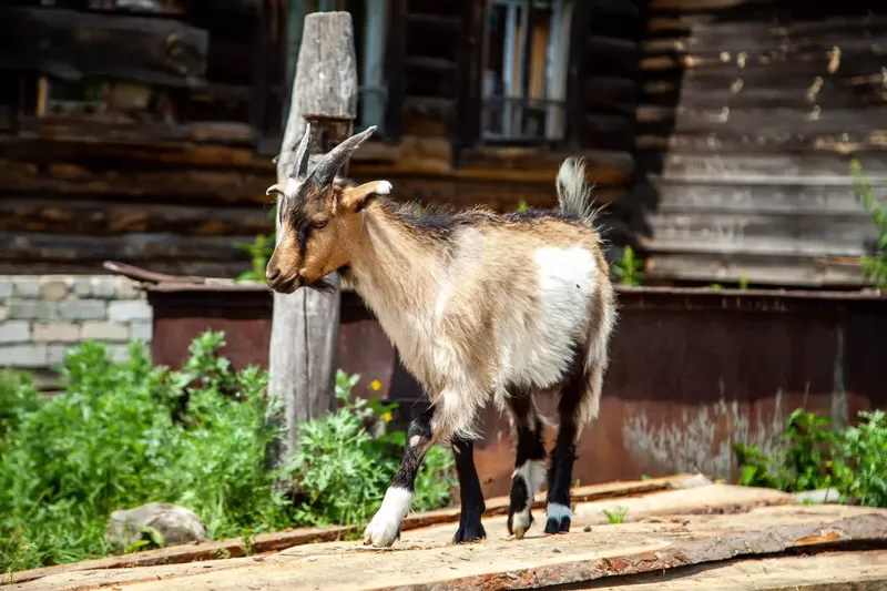 Do Goats Have Cloven Hooves? Full Guide (With Diagram)