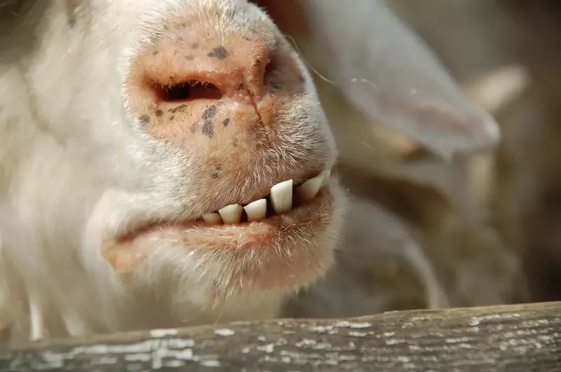 Do Goats Have Teeth? What Owners Should Know (With Diagram)