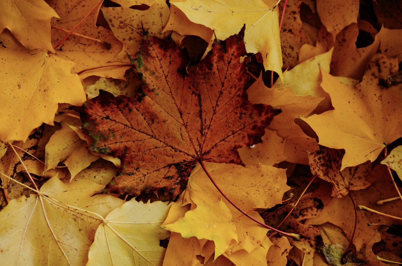 Can Goats Eat Maple Leaves? (Straightforward Guide to Goat Diet)