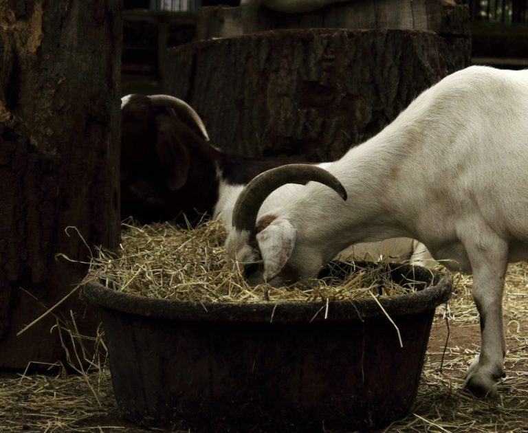 Can Goats Eat Alfalfa Hay? (Detailed Guide to Goat Diet)